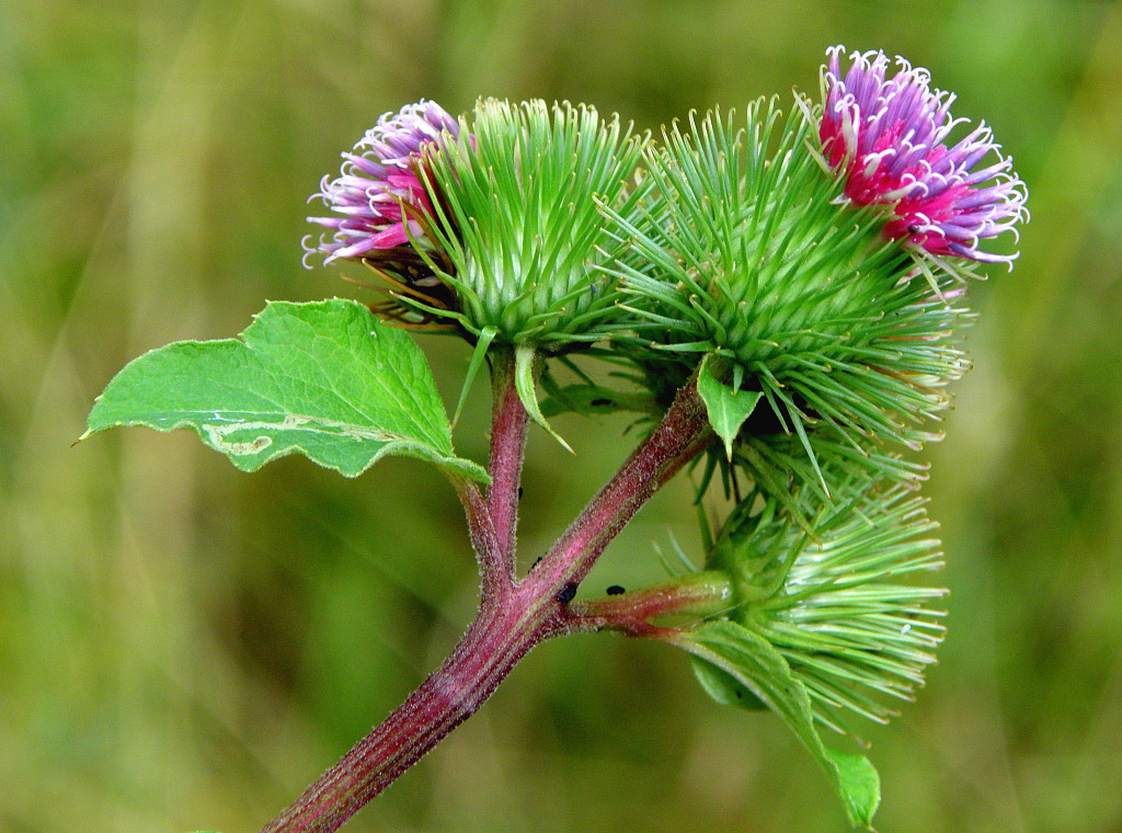 Lopúch väčší | Herbár | - panakeia.sk